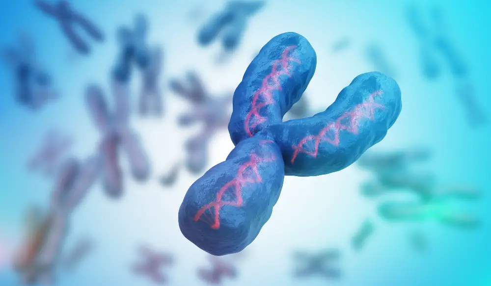 X vs Y Chromosomes: Key Differences and Implications