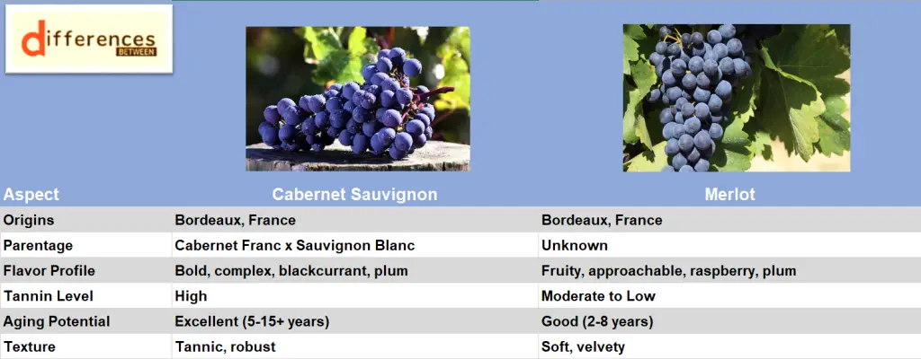 Cabernet Vs. Merlot: What’S The Difference? – YOUG