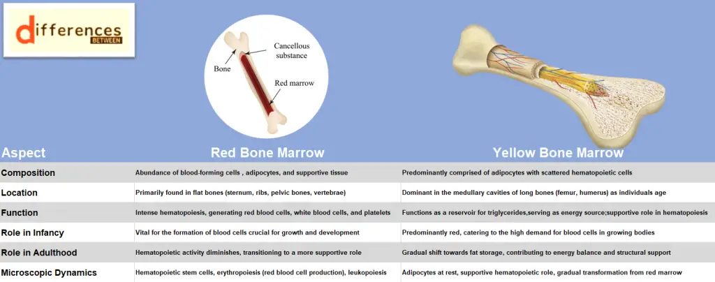 Red vs Yellow Bone Marrow: Understanding the Key Differences