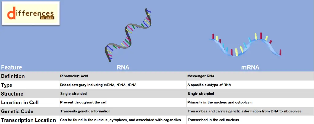 RNA vs mRNA: Decoding the Genetic Differences