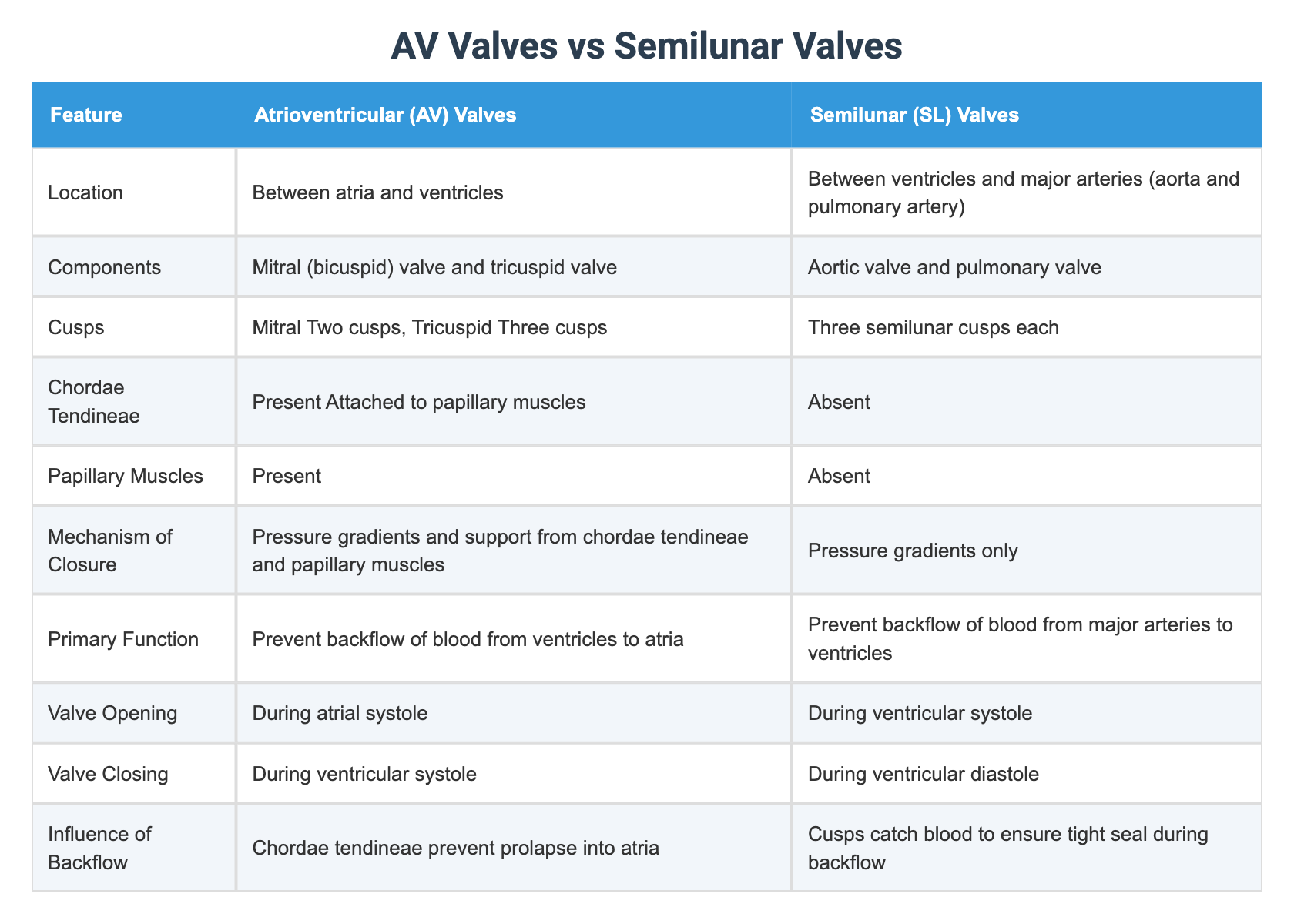 AV Valves vs Semilunar Valves