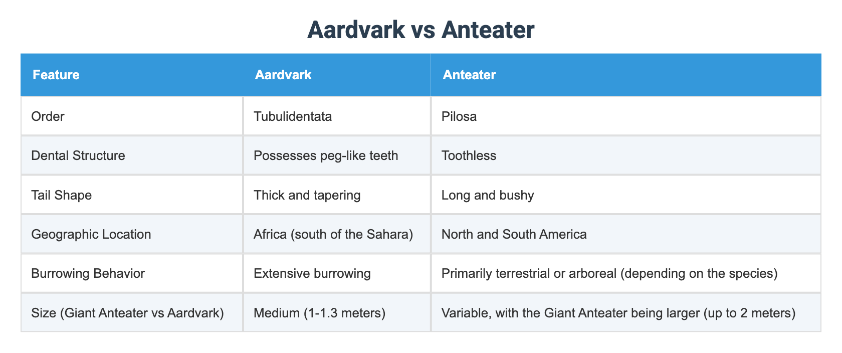 Aardvark vs Anteater