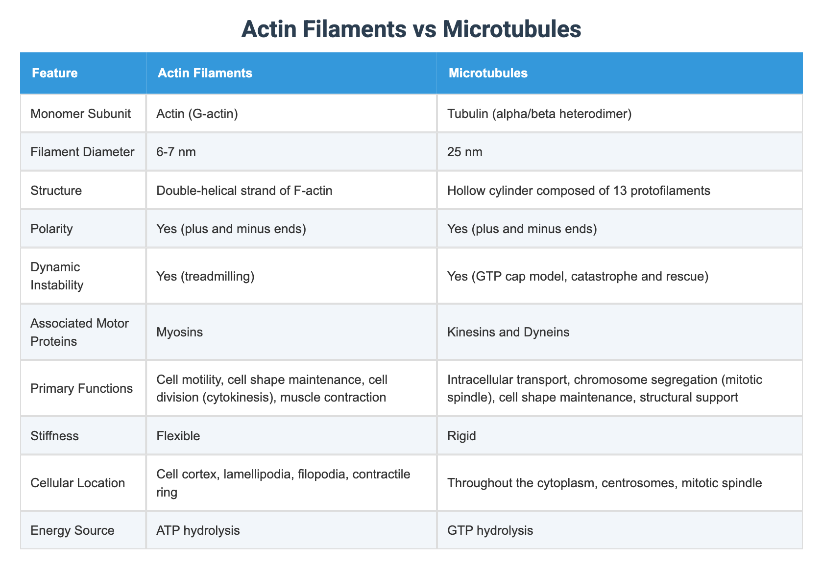 Actin Filaments vs Microtubules