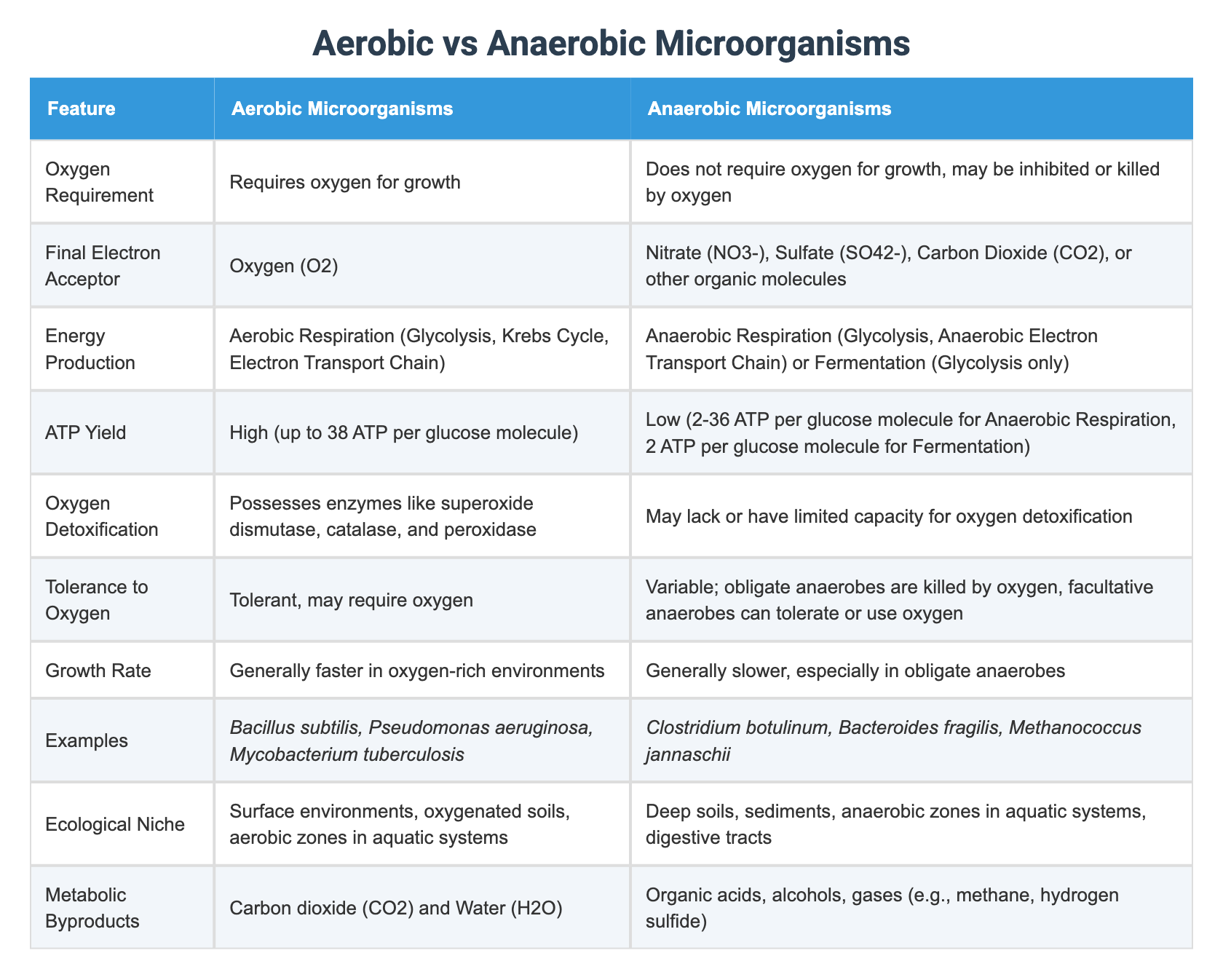 Aerobic vs Anaerobic Microorganisms