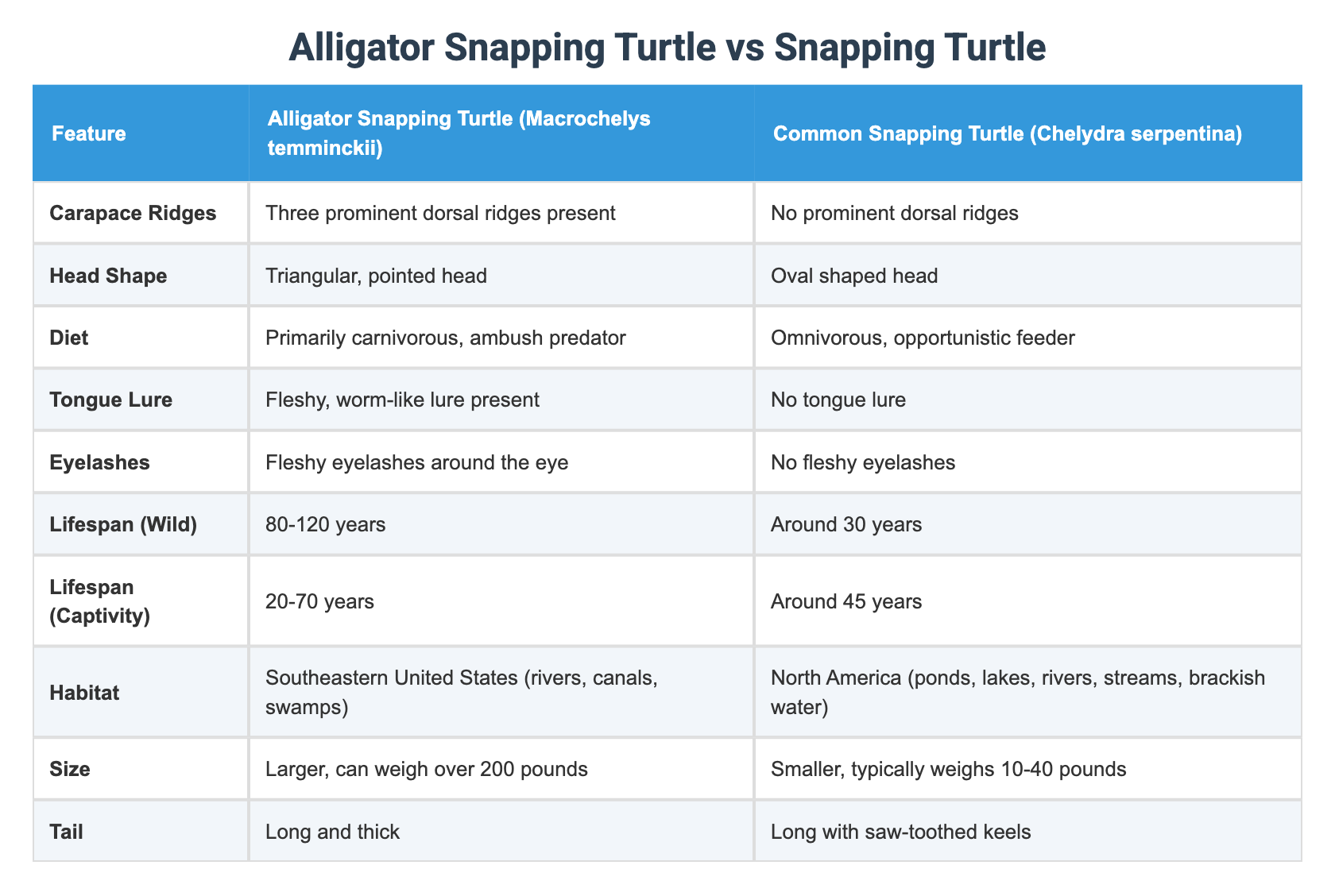Alligator Snapping Turtle vs Snapping Turtle