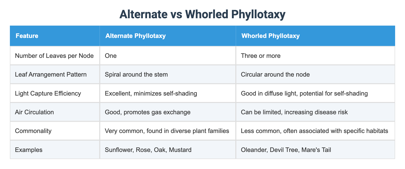 Alternate vs Whorled Phyllotaxy