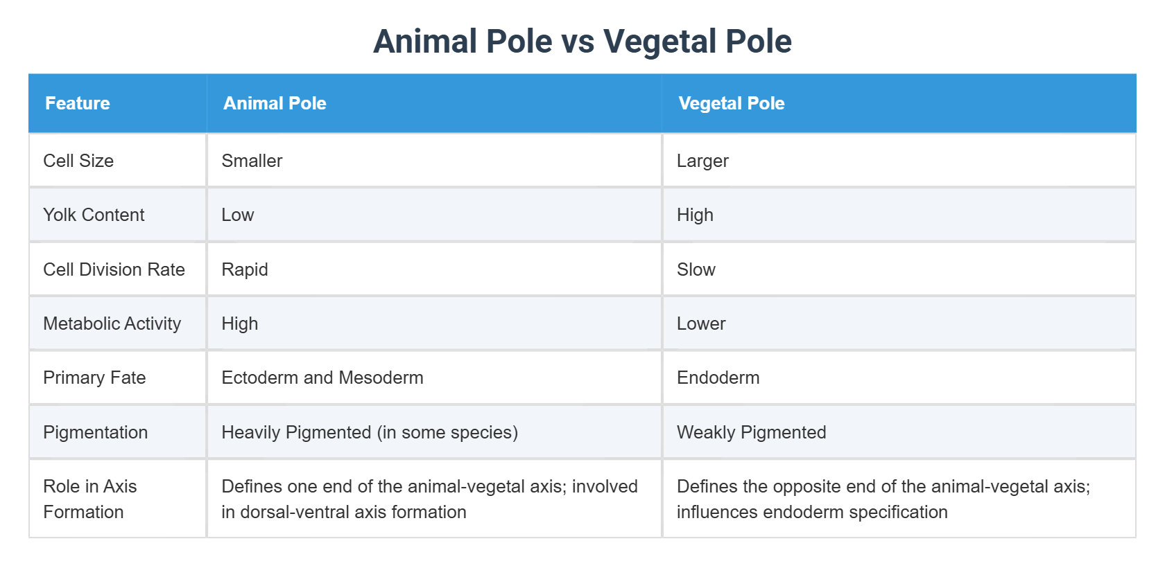 Animal Pole vs Vegetal Pole