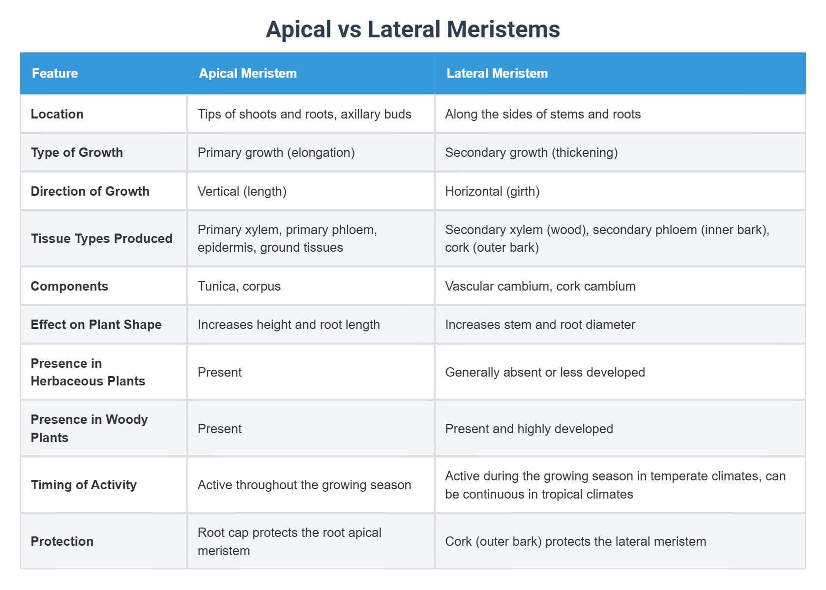 Apical vs Lateral Meristems