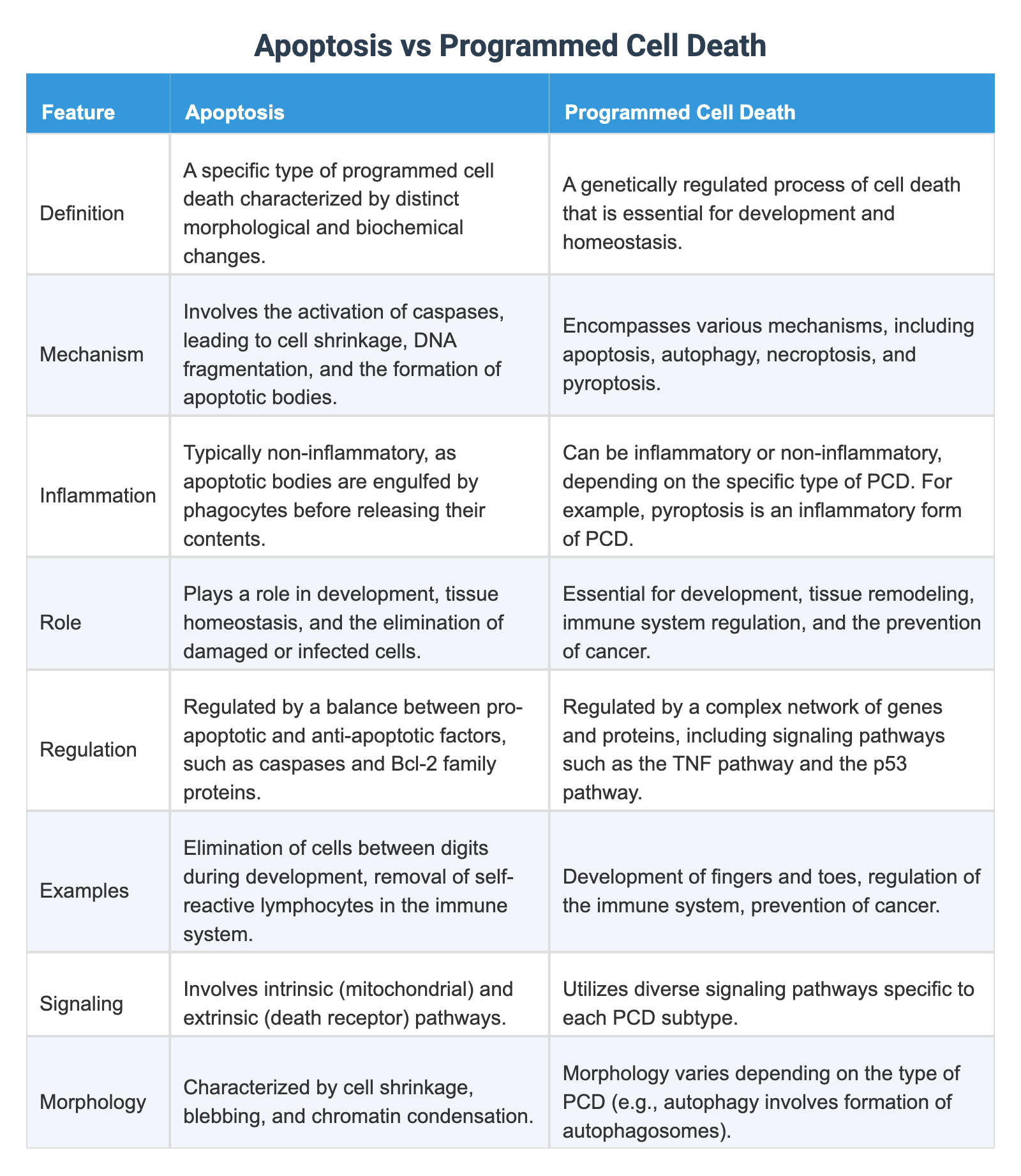 Apoptosis vs Programmed Cell Death