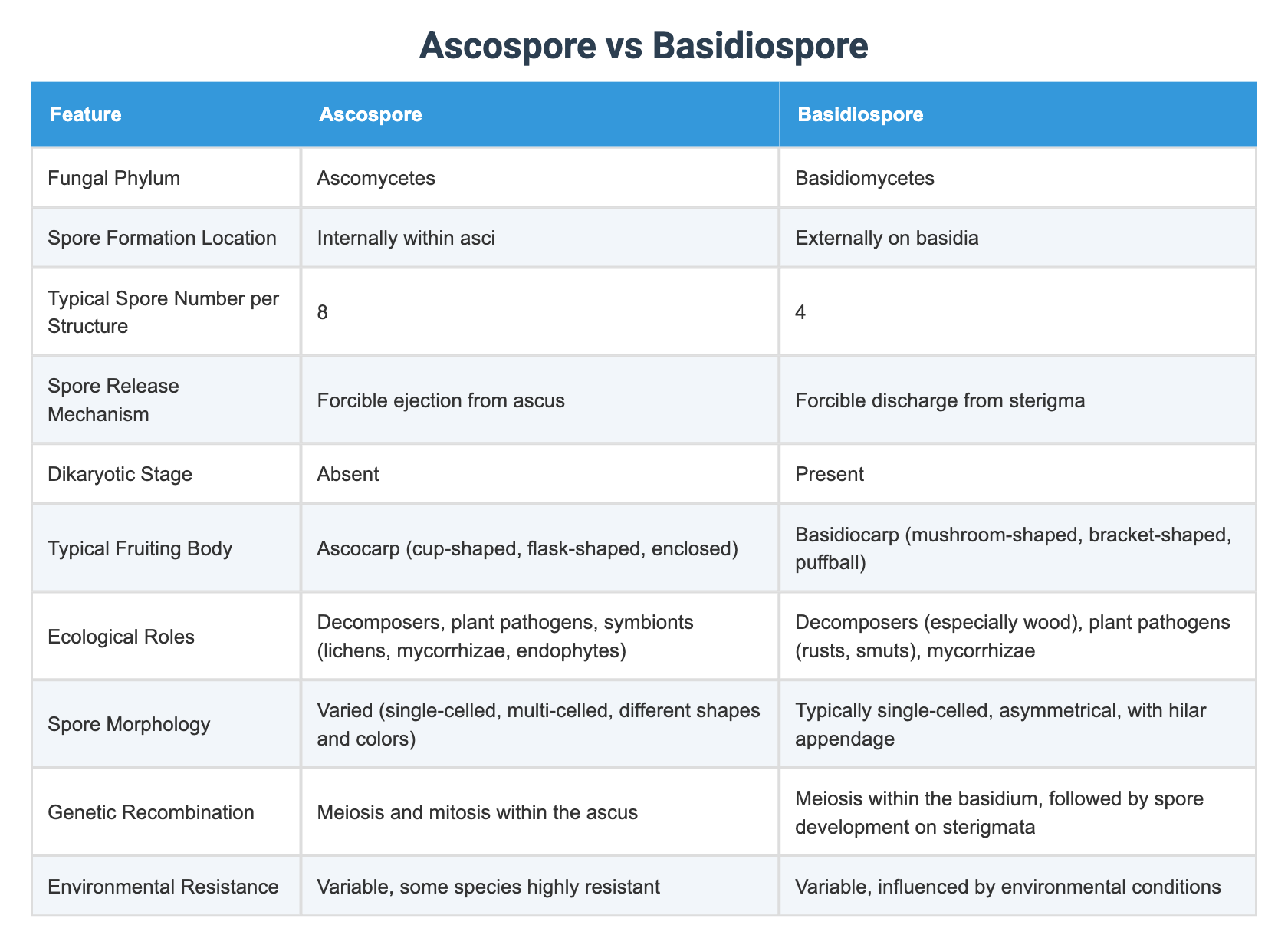 Ascospore vs Basidiospore