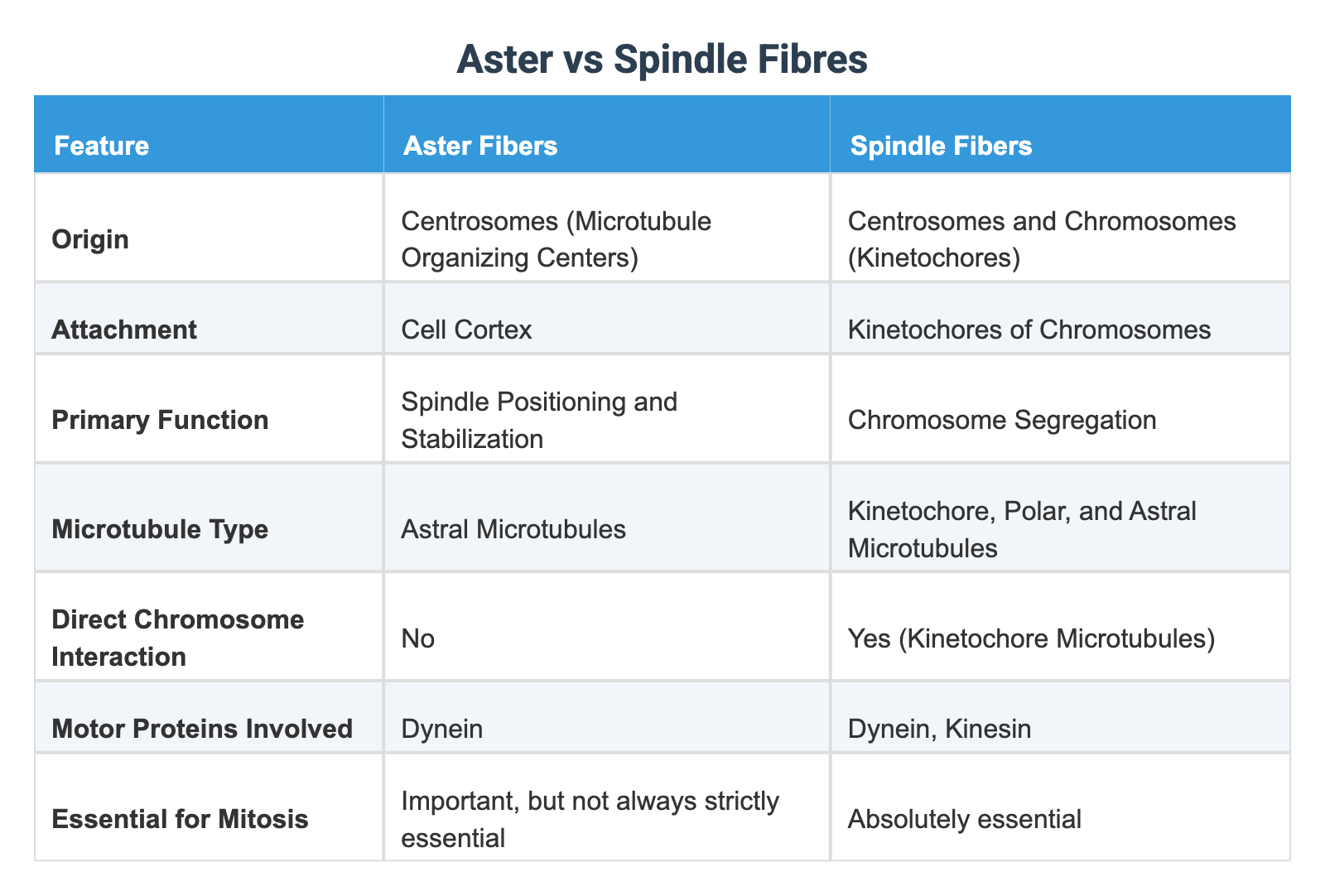 Aster vs Spindle Fibres