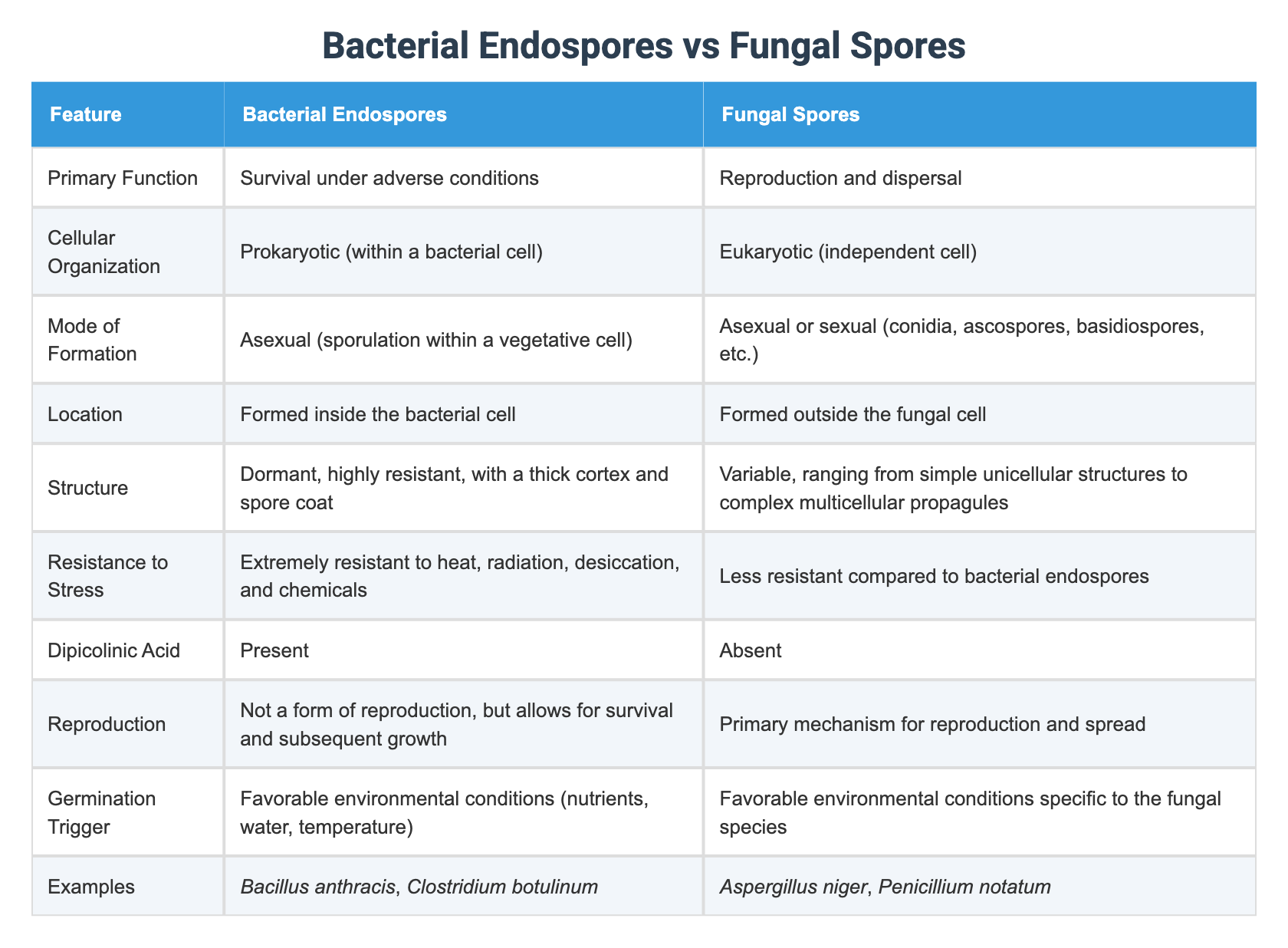 Bacterial Endospores vs Fungal Spores