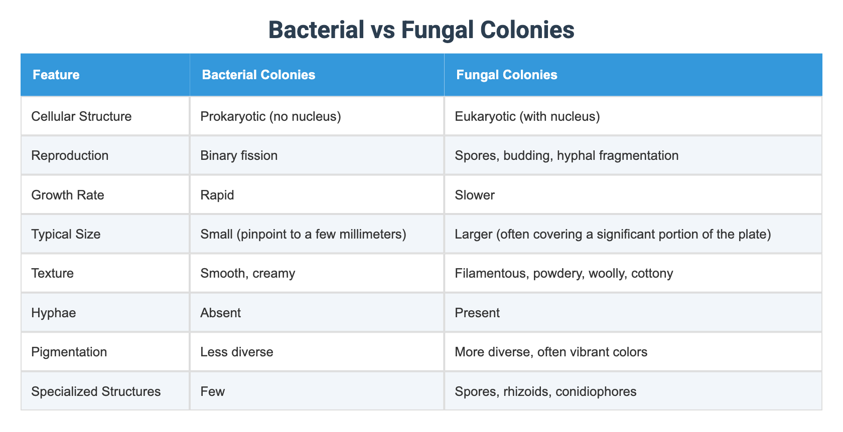 Bacterial vs Fungal Colonies