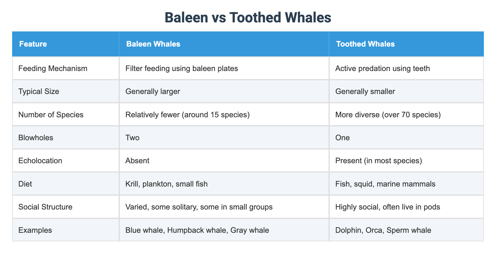 Baleen vs Toothed Whales