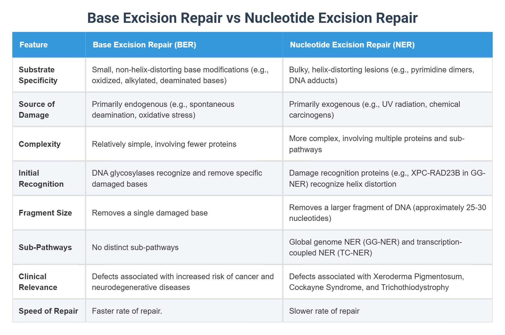 Base Excision Repair vs Nucleotide Excision Repair