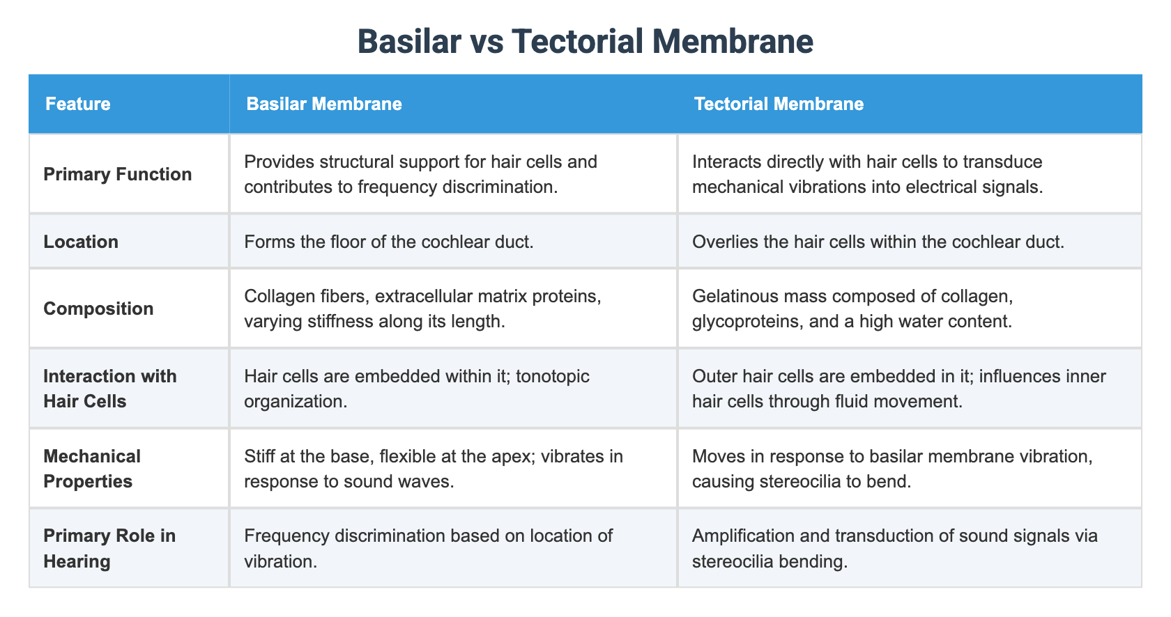 Basilar vs Tectorial Membrane