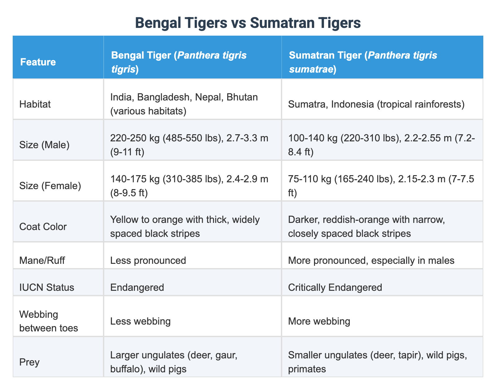 Bengal Tigers vs Sumatran Tigers