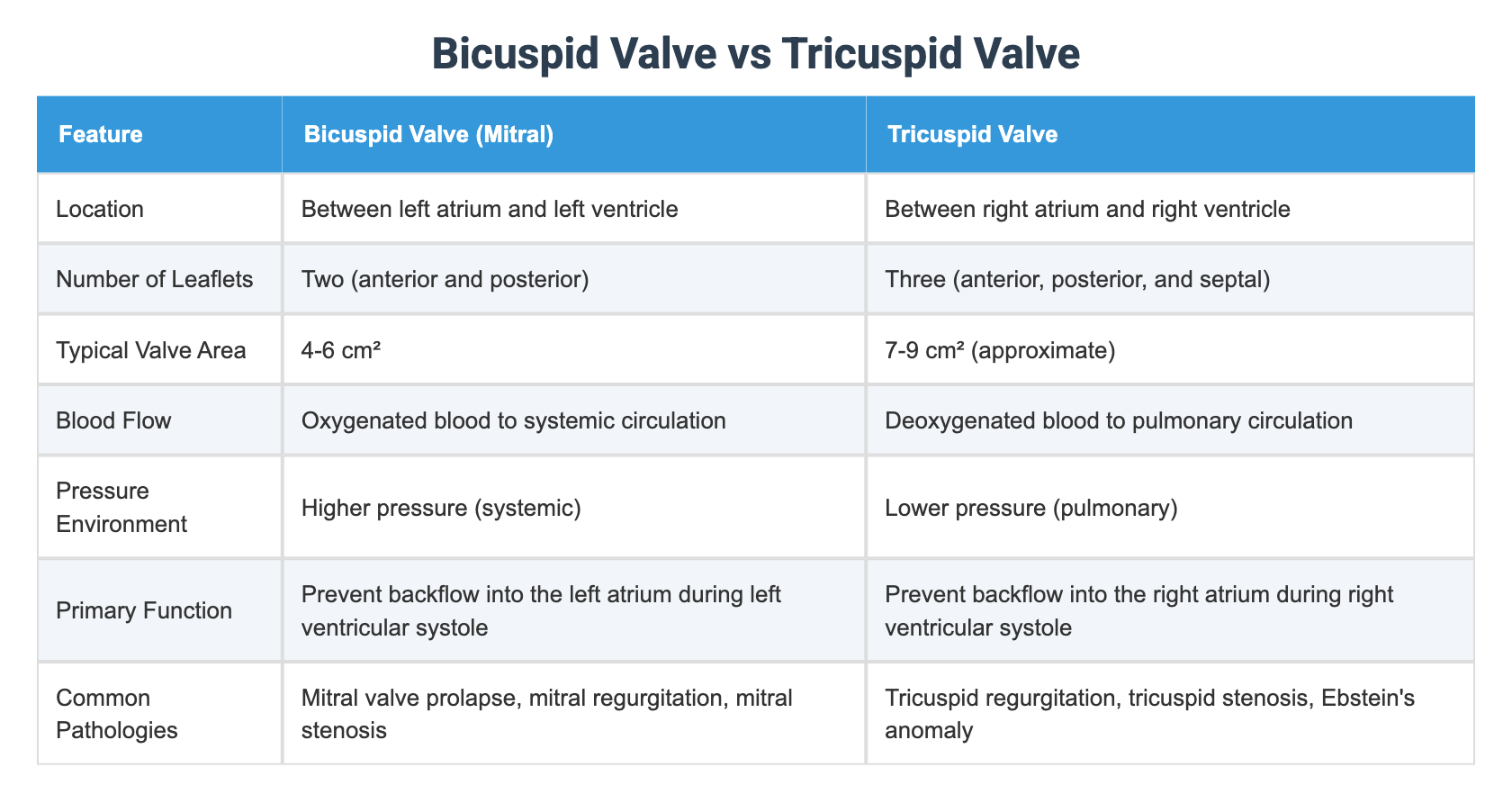 Bicuspid Valve vs Tricuspid Valve