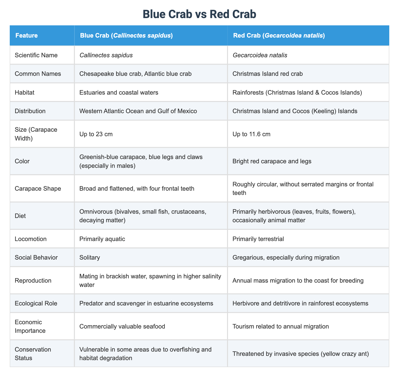 Blue Crab vs Red Crab