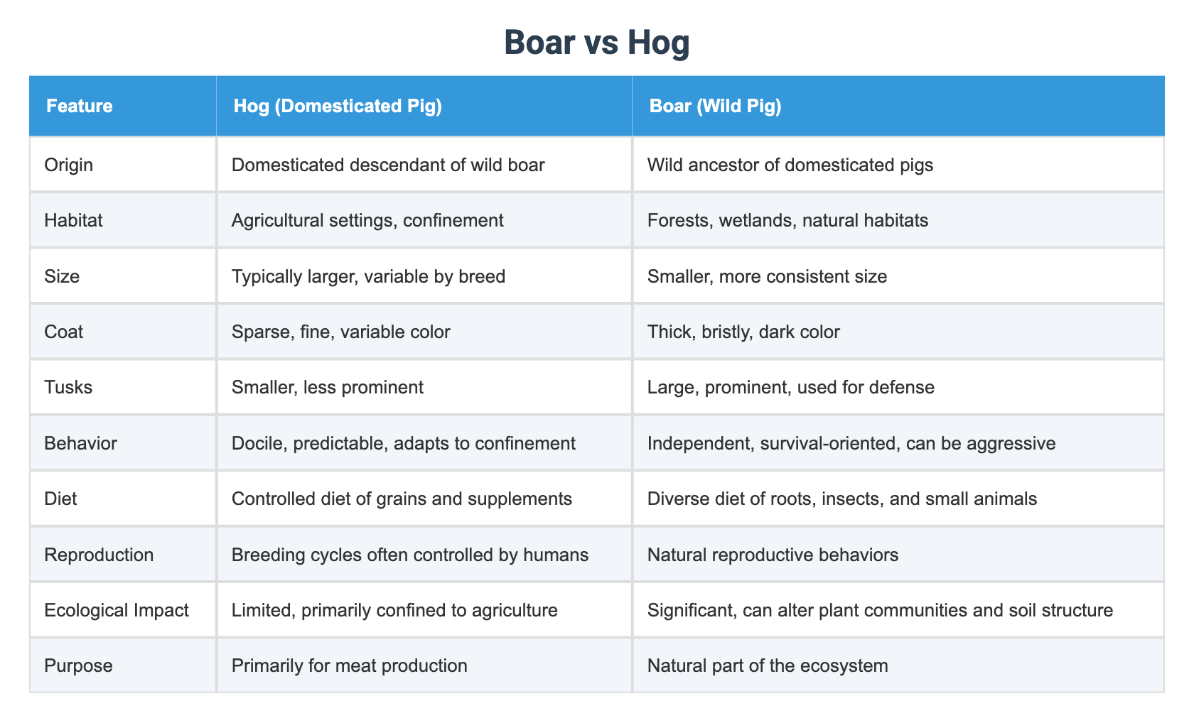 Boar vs Hog