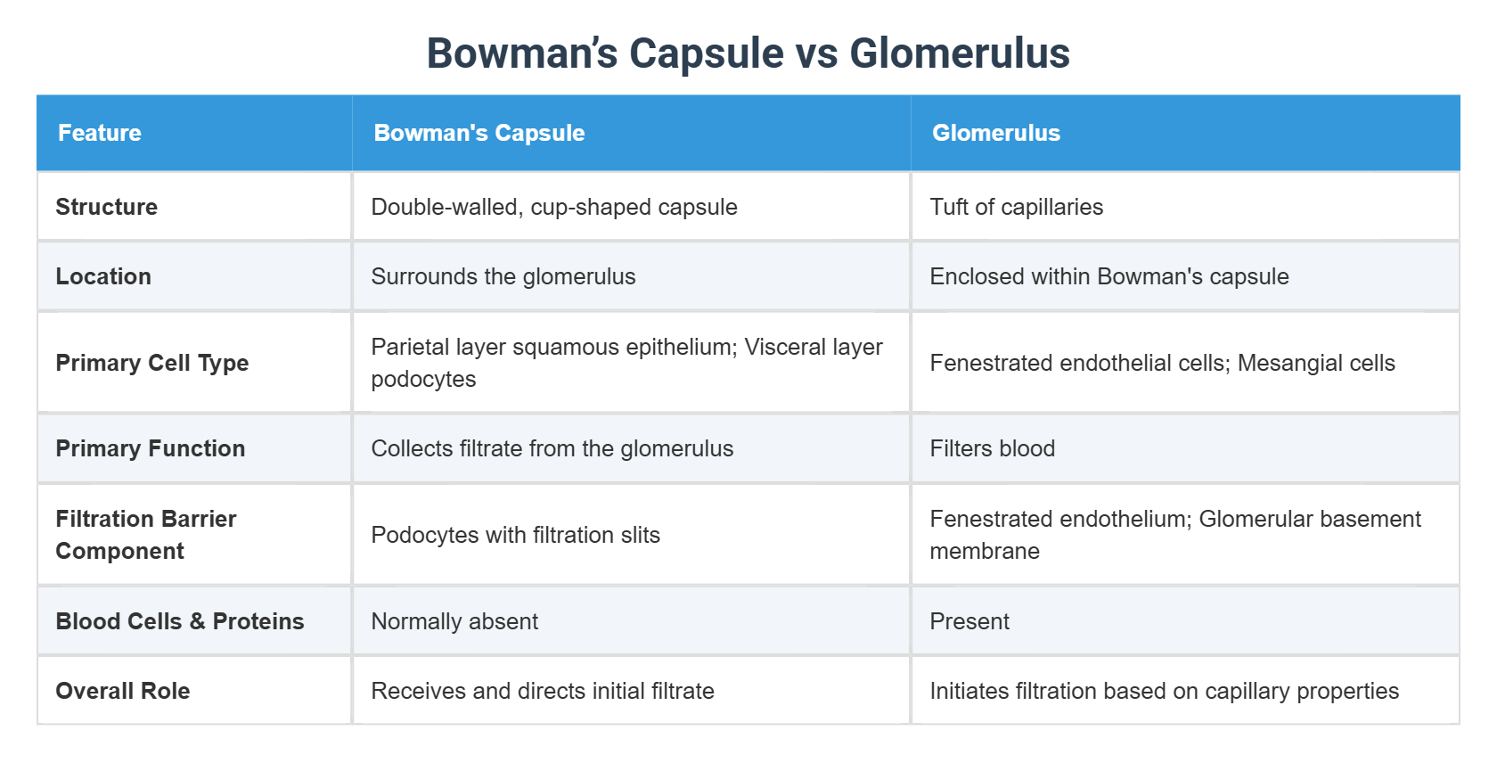 Bowmans Capsule Vs Glomerulus