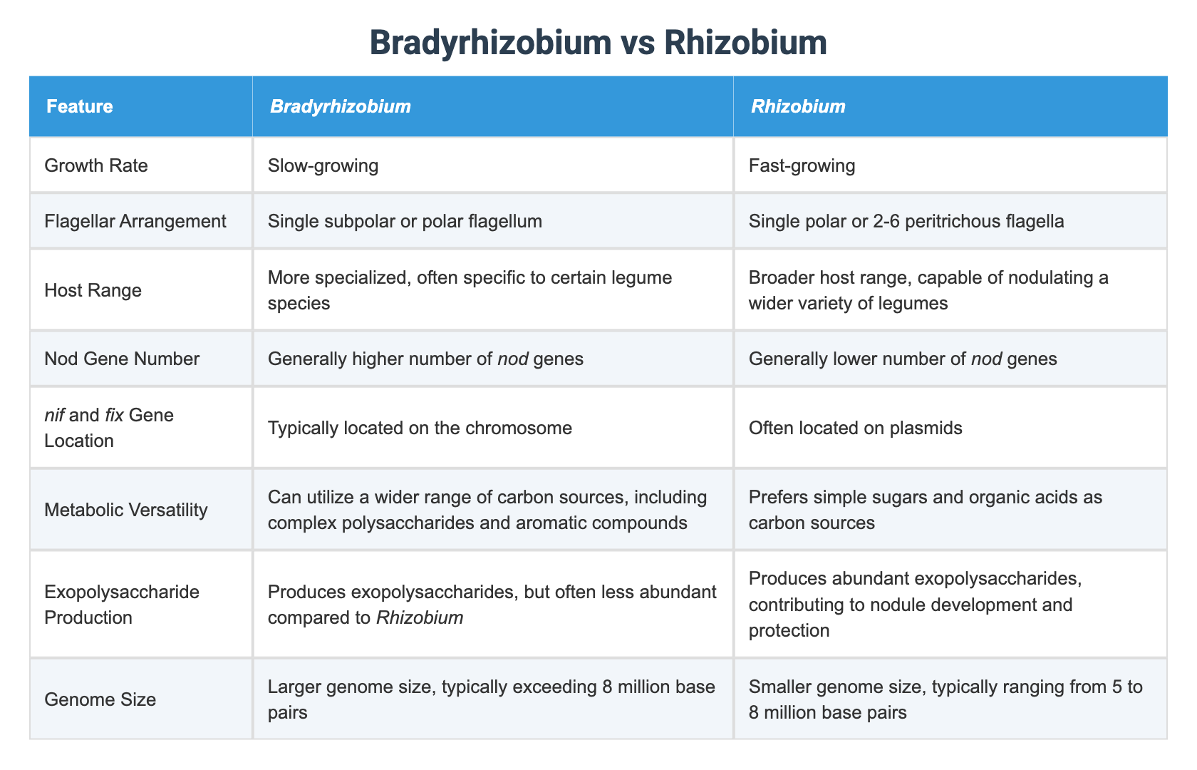 Bradyrhizobium vs Rhizobium