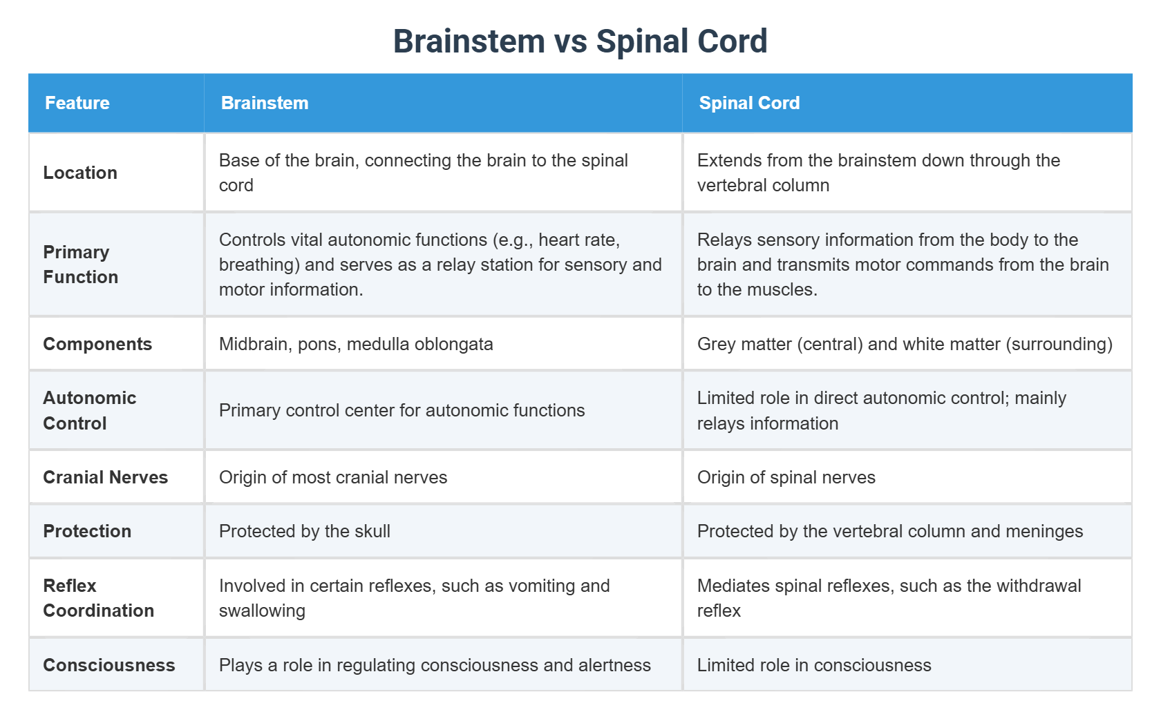 Brainstem vs Spinal Cord
