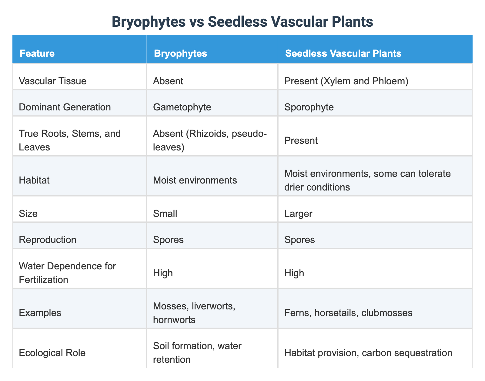Bryophytes vs Seedless Vascular Plants