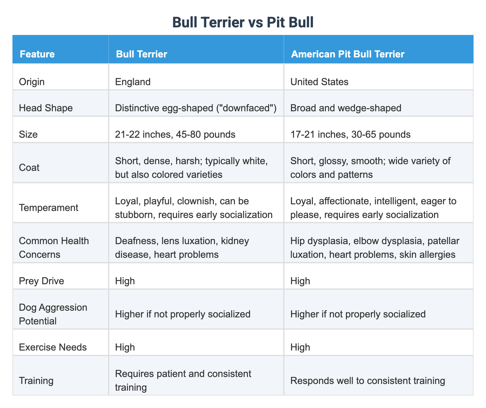 Bull Terrier vs Pit Bull
