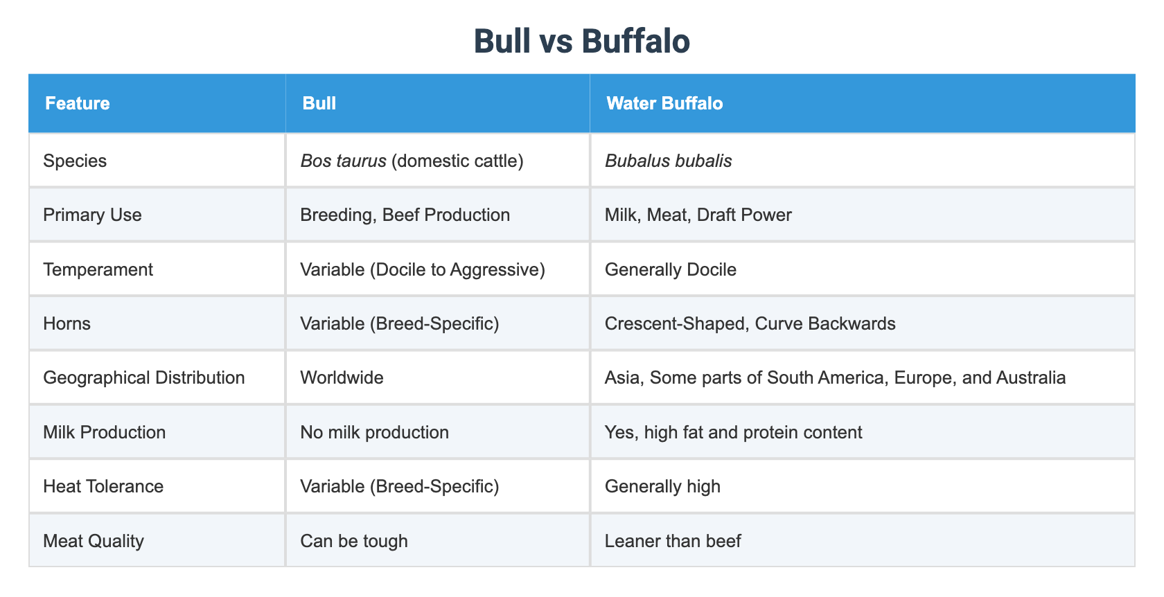 Bull vs Buffalo
