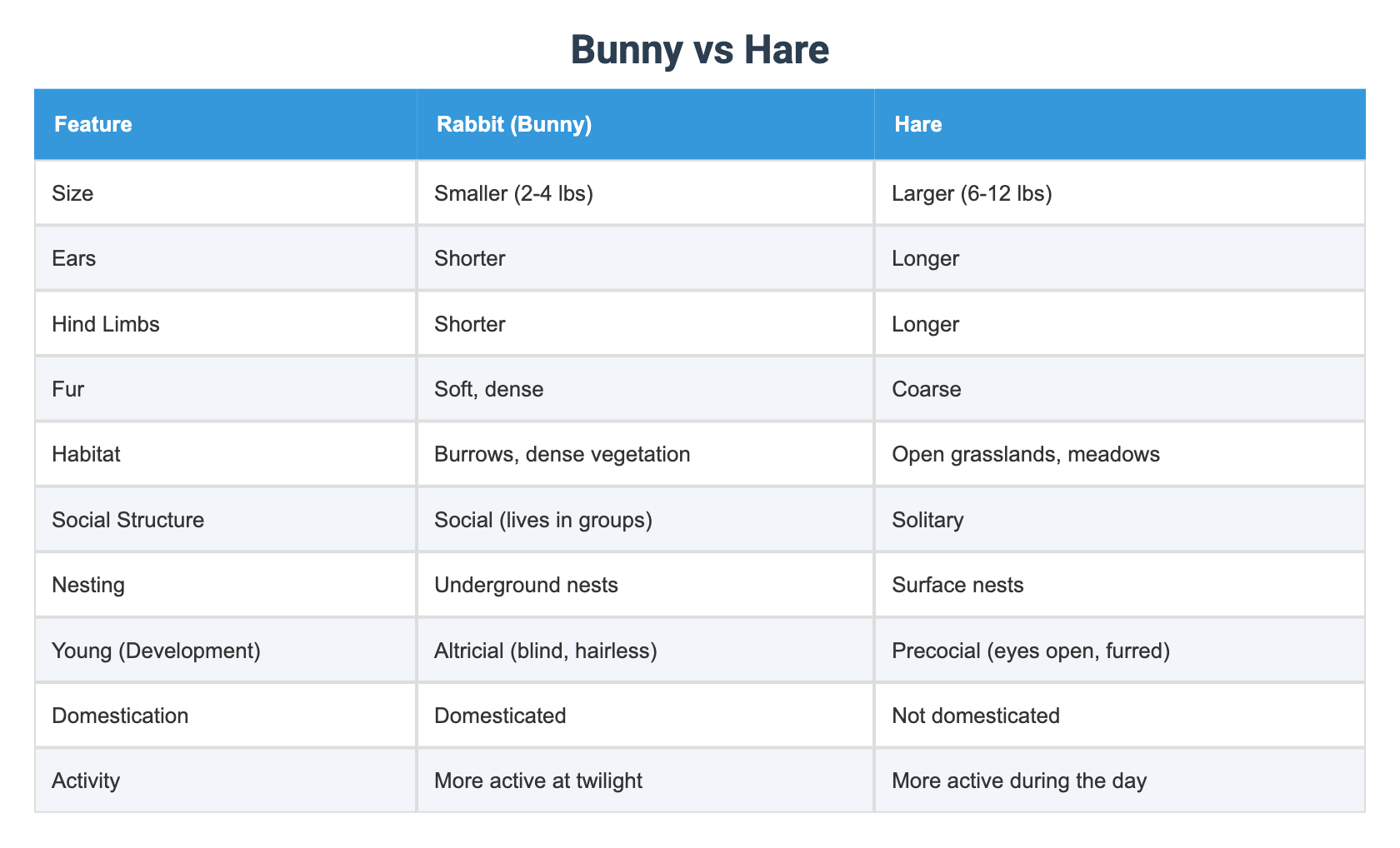 Bunny vs Hare