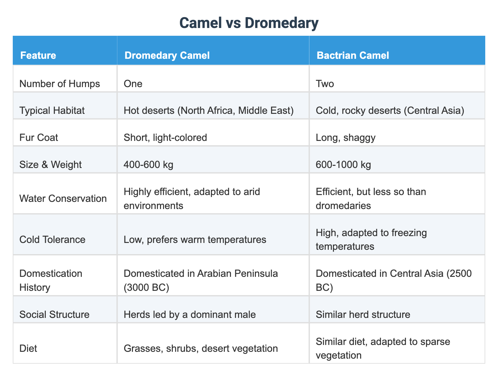Camel vs Dromedary