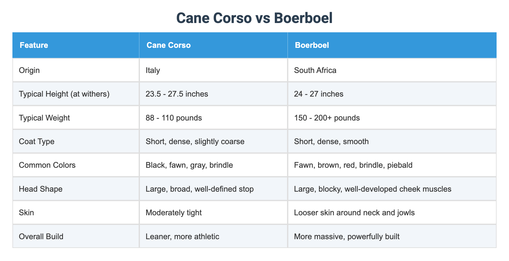 Cane Corso vs Boerboel