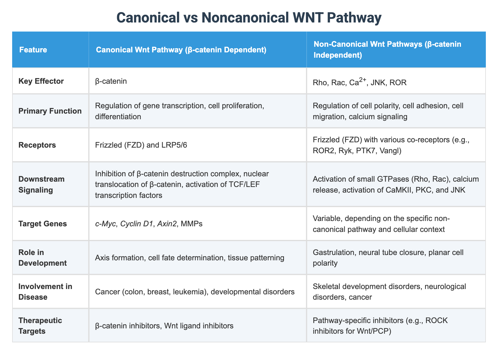 Canonical vs Noncanonical WNT Pathway