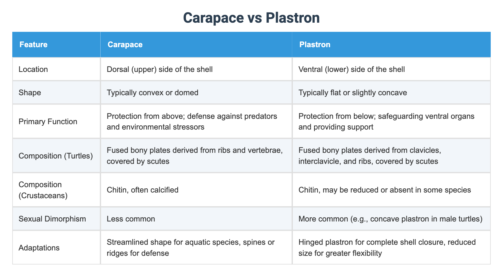 Carapace vs Plastron
