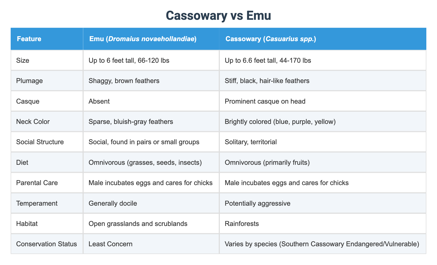 Cassowary vs Emu