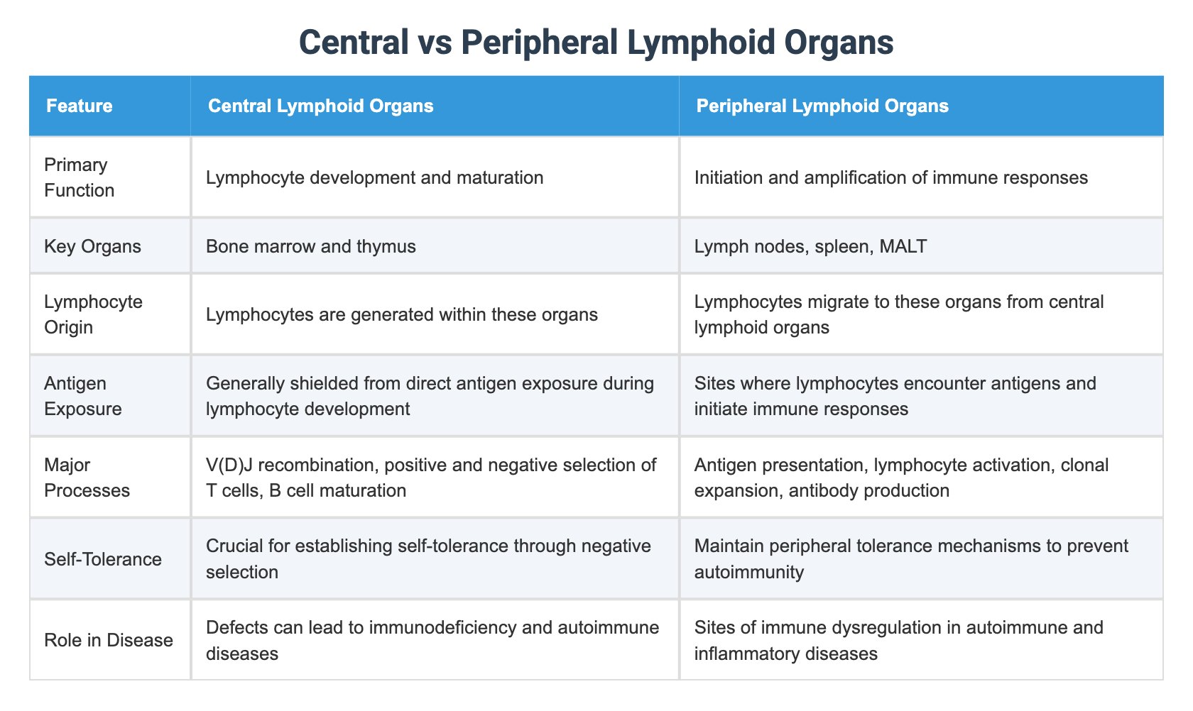 Central vs Peripheral Lymphoid Organs