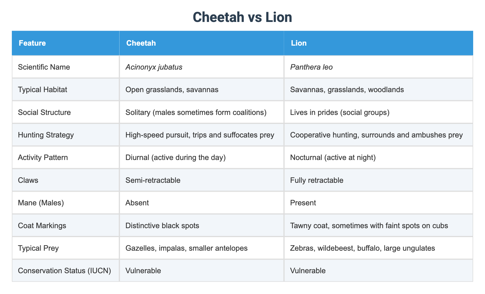 Cheetah vs Lion