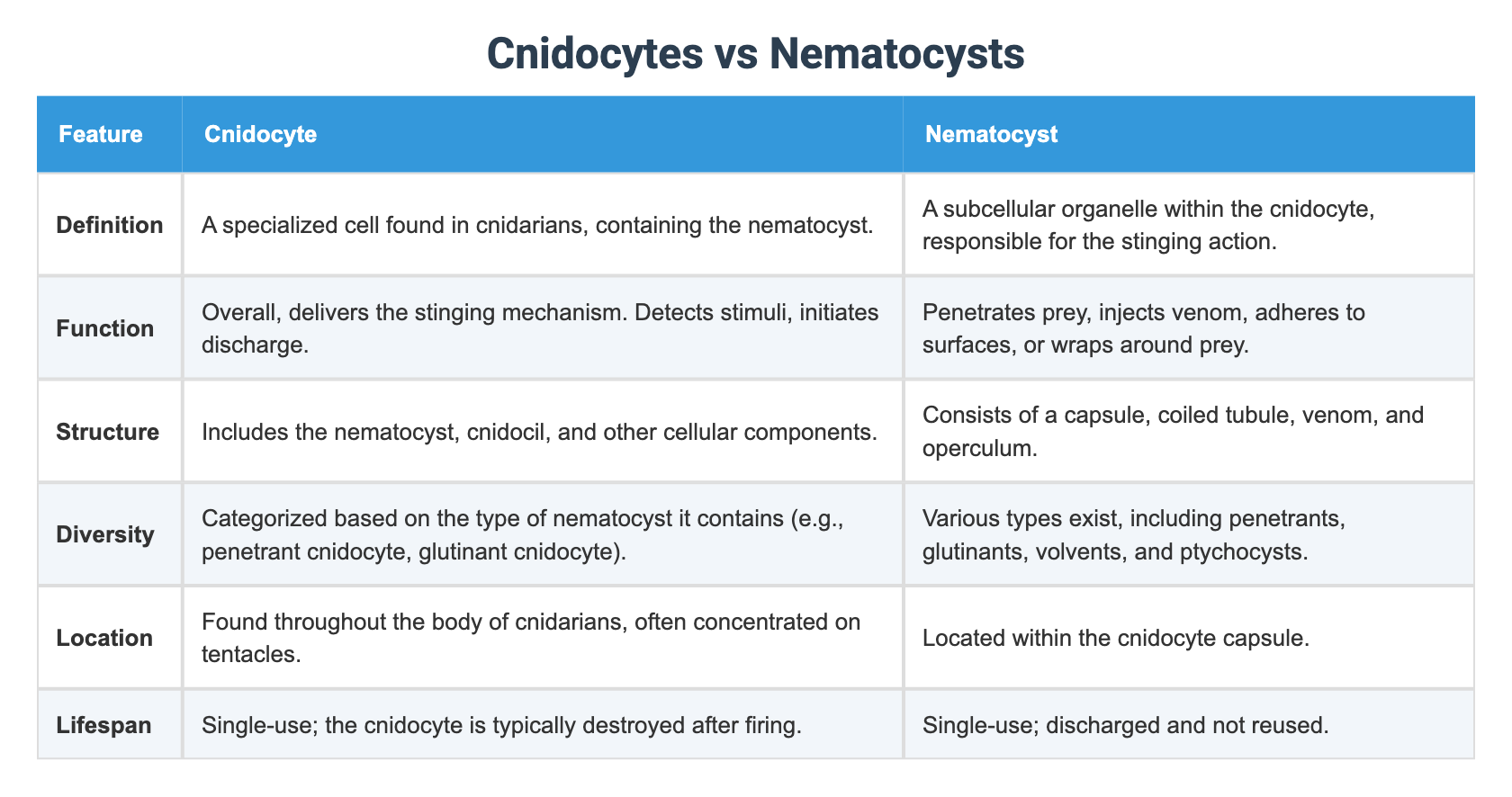 Cnidocytes vs Nematocysts