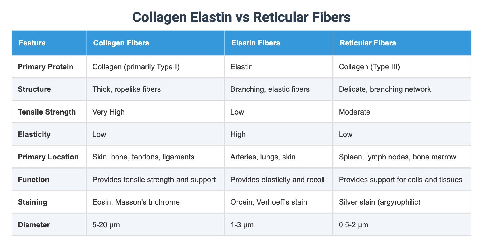 Collagen Elastin vs Reticular Fibers