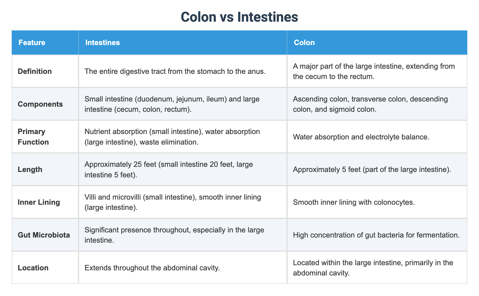 Colon vs Intestines