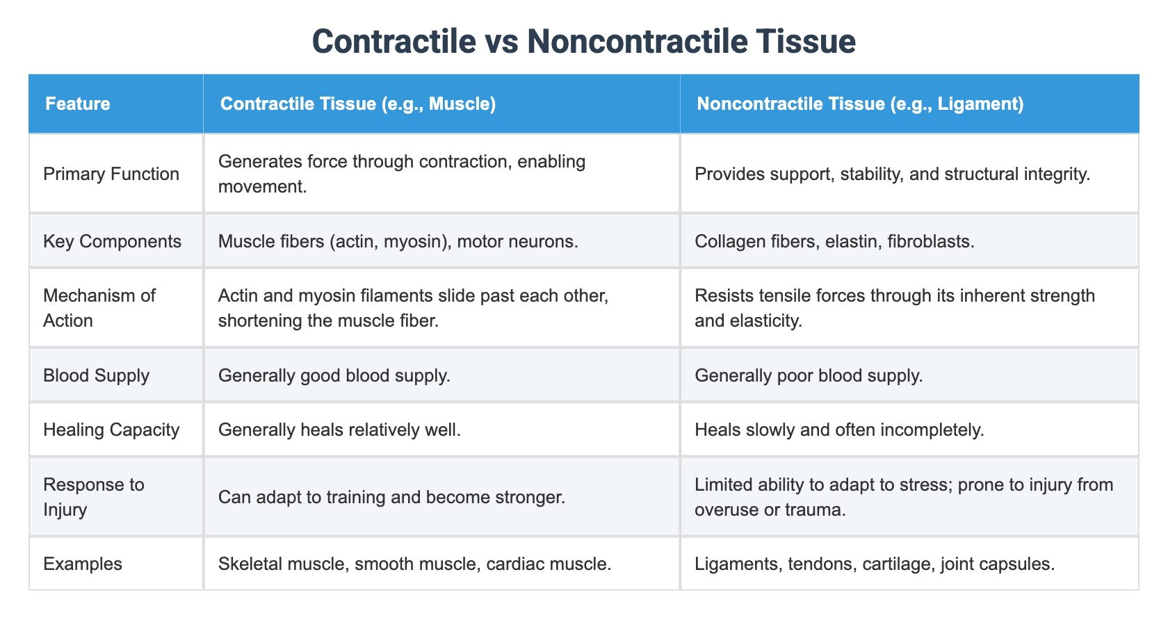 Contractile vs Noncontractile Tissue