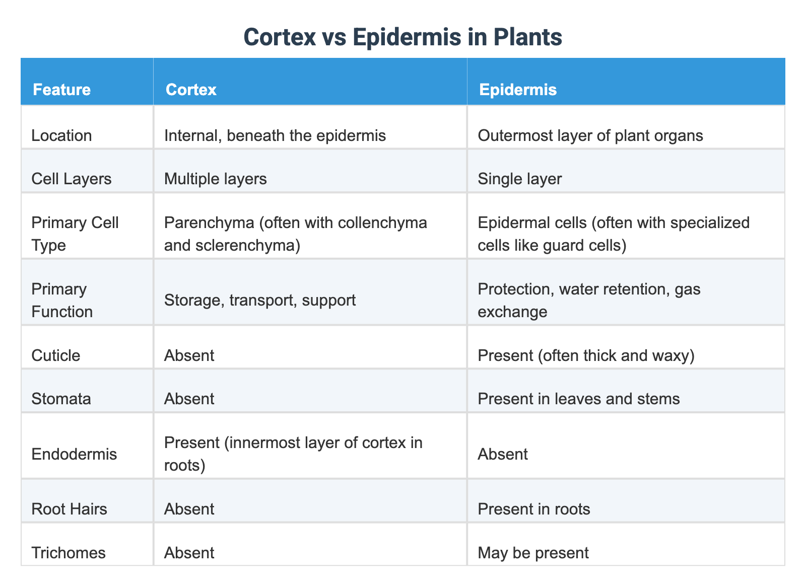 Cortex vs Epidermis in Plants