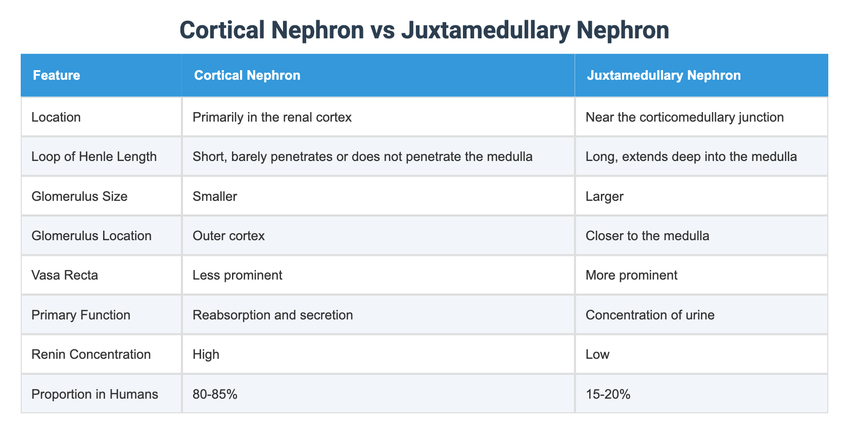 Cortical Nephron vs Juxtamedullary Nephron