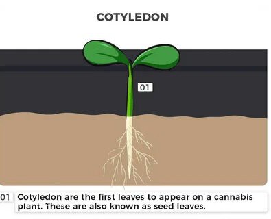 Cotyledon vs Endosperm