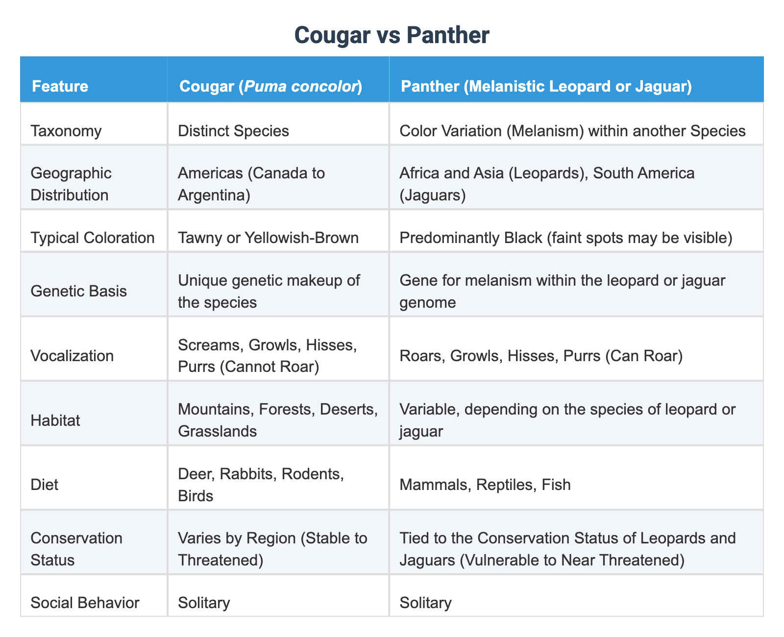 Cougar vs Panther