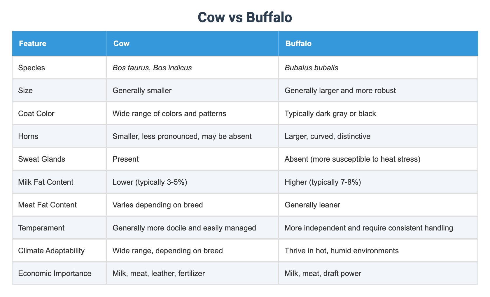 Bull vs Buffalo