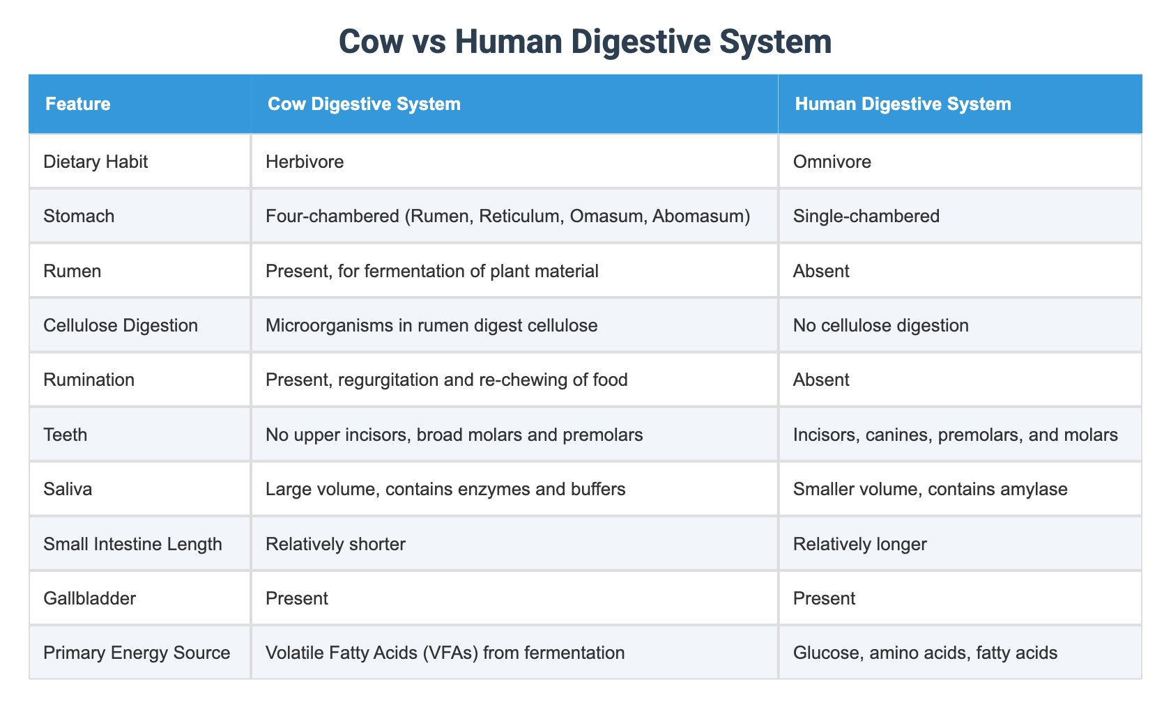 Cow vs Human Digestive System