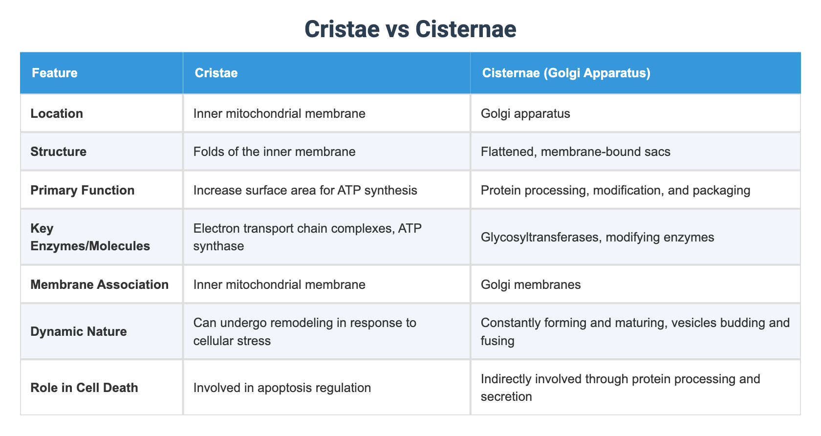 Cristae vs Cisternae