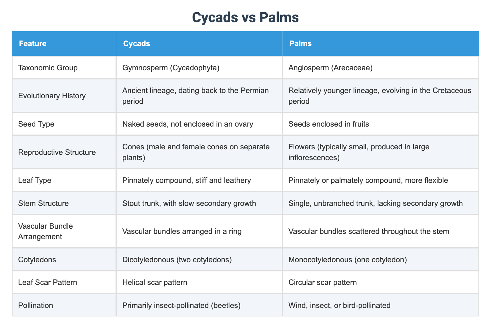 Cycads vs Palms